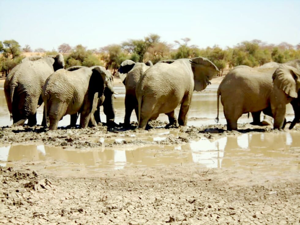 Éléphants du Gourma - Majestic Mali